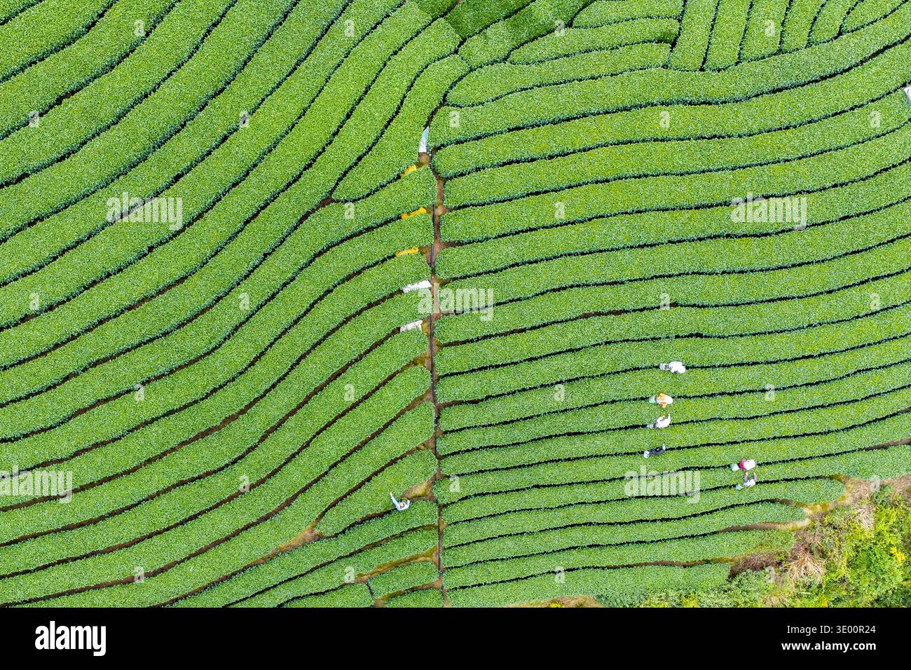 Tea farmers pick spring tea at an ecological tea plantation in Zhaoping ...