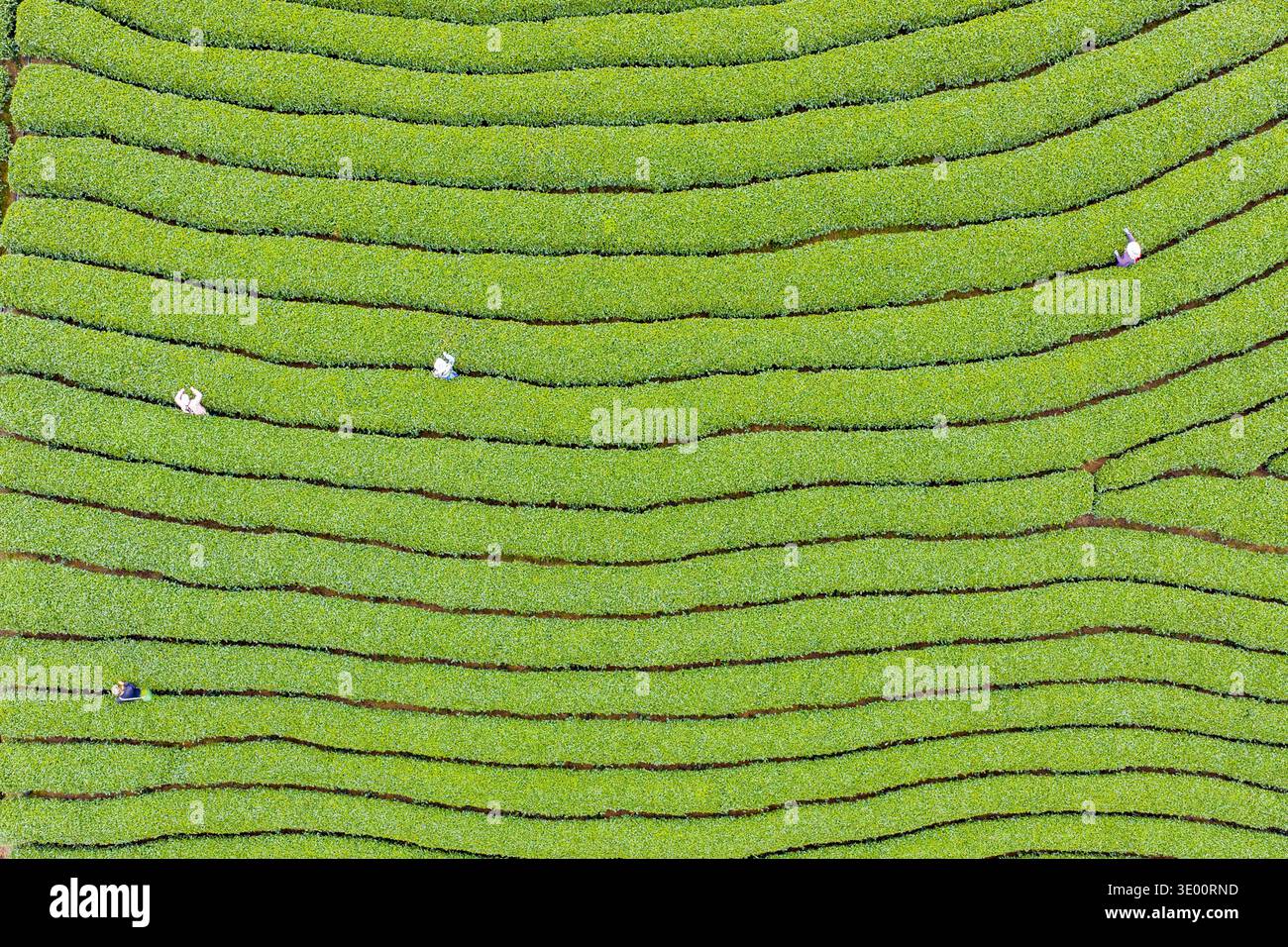 Tea farmers pick spring tea at an ecological tea plantation in Zhaoping ...