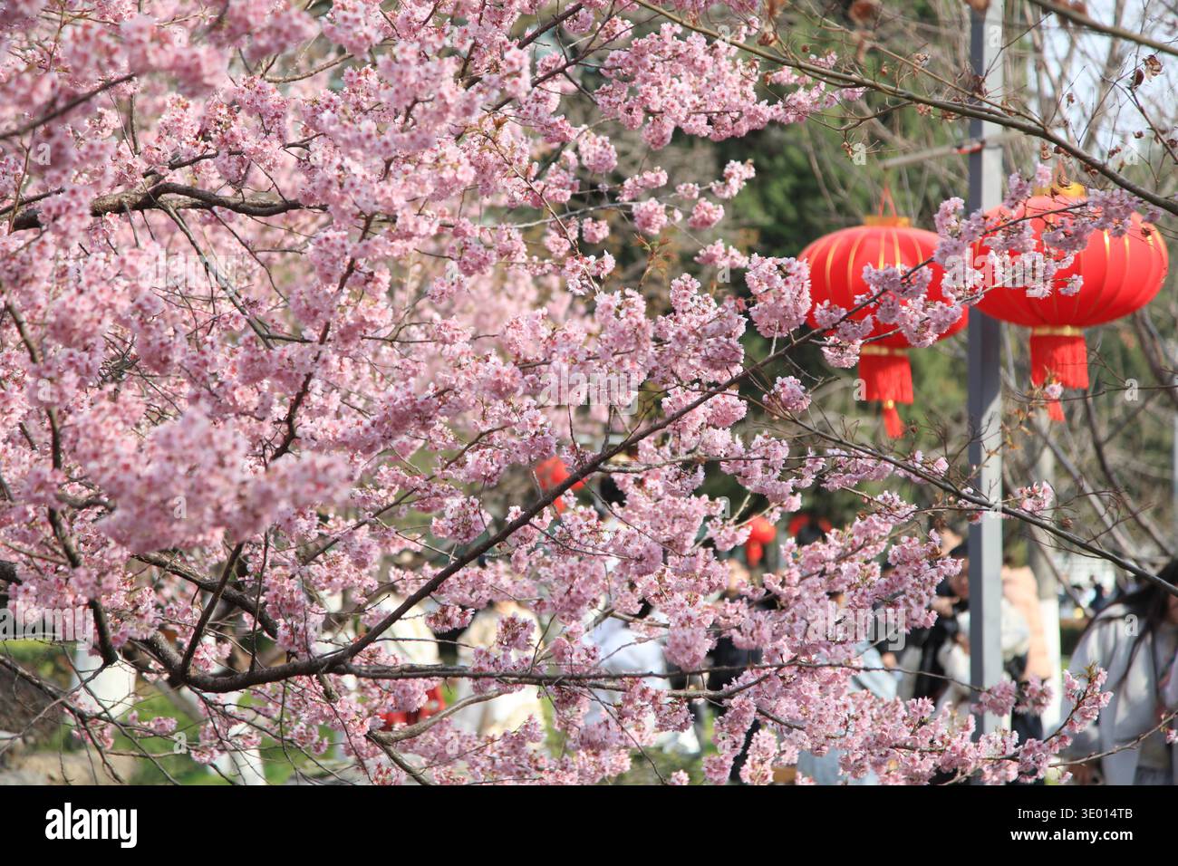 Tourists enjoy cherry blossoms at Heping Park in Nanjing City, east ...