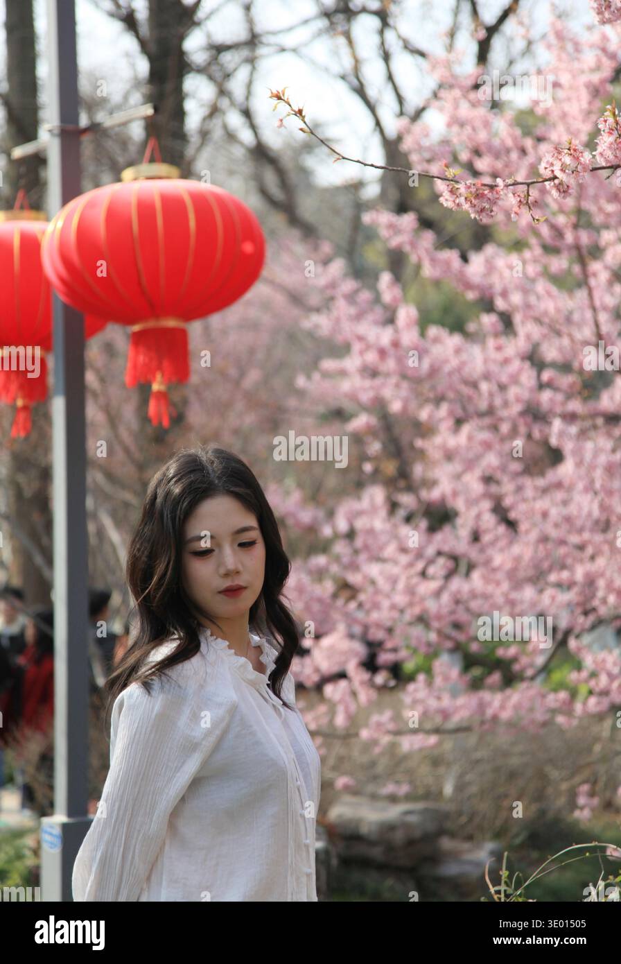 Tourists enjoy cherry blossoms at Heping Park in Nanjing City, east ...