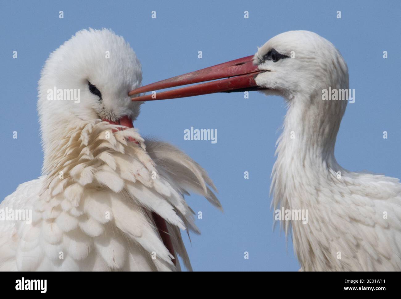 10 March 2026, Hesse, Biebesheim: Storks mating on their nest in the ...