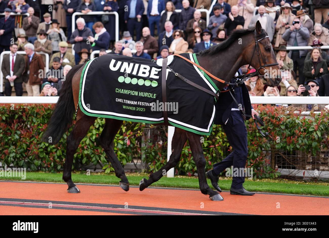 Constitution Hill in the parade ring on day one of the 2026 Cheltenham ...