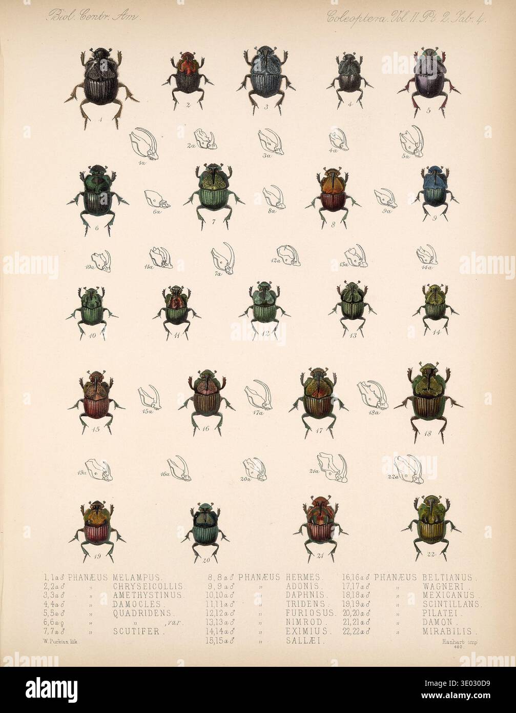 Multiple species of beetles hi-res stock photography and images - Alamy