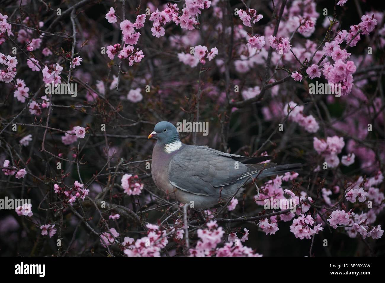Edinburgh Scotland, UK 10 March 2026. WEATHER, A wood pigeon in an ...