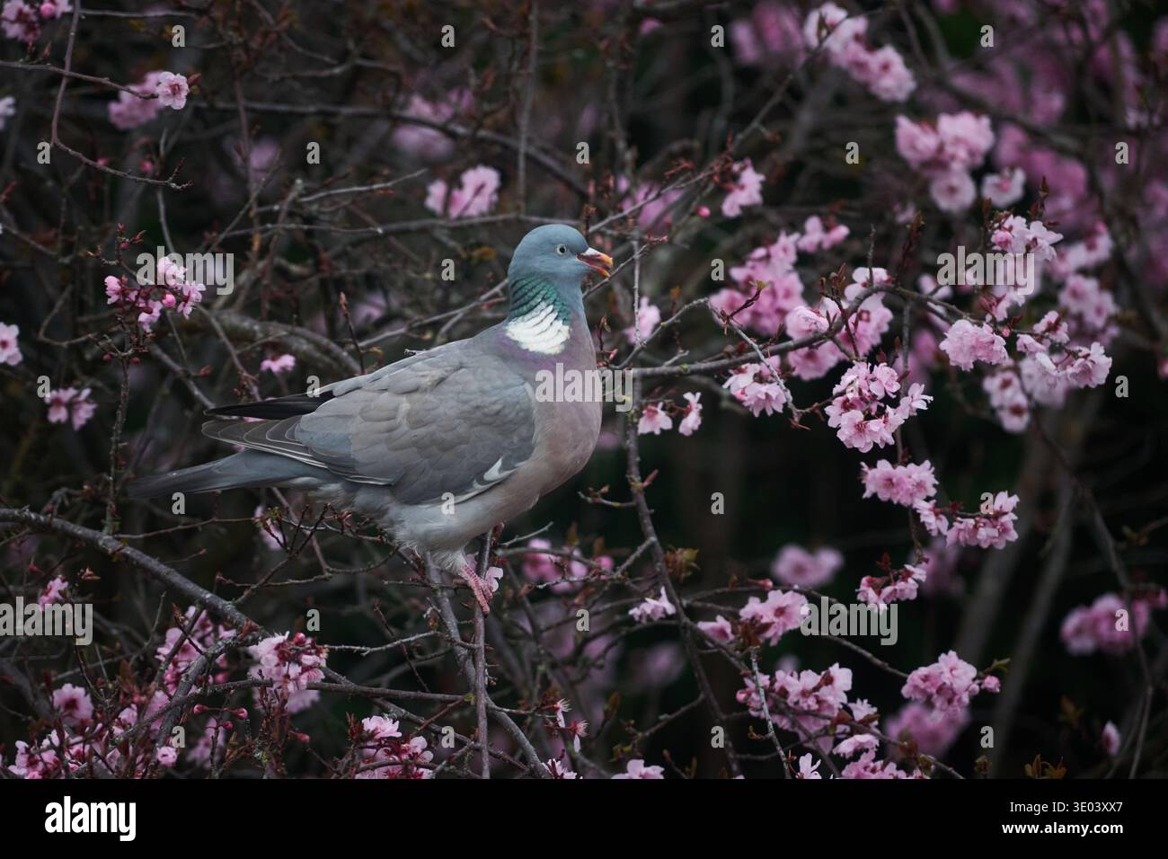 Edinburgh Scotland, UK 10 March 2026. WEATHER, A wood pigeon in an ...