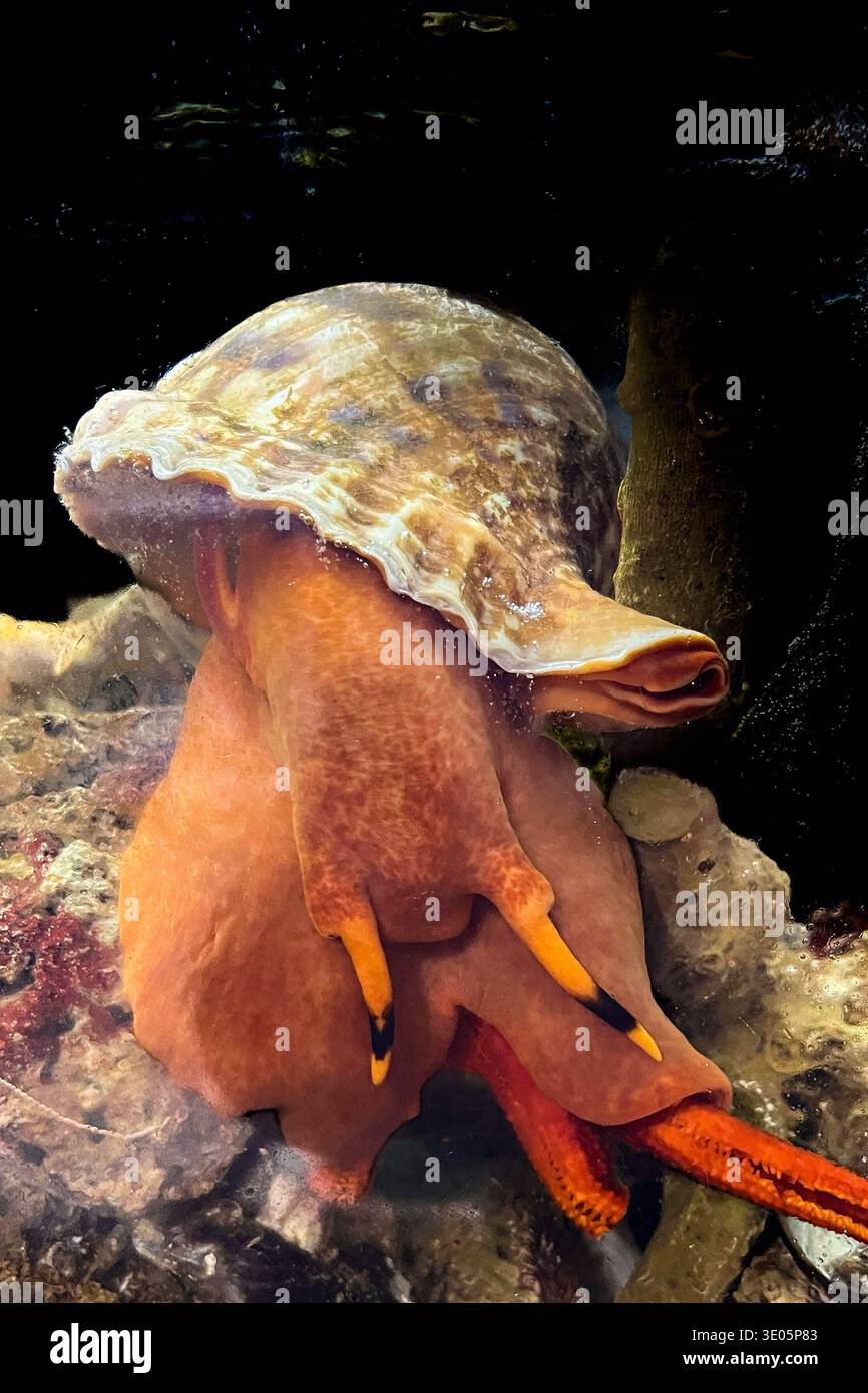 Triton shell hi-res stock photography and images - Alamy