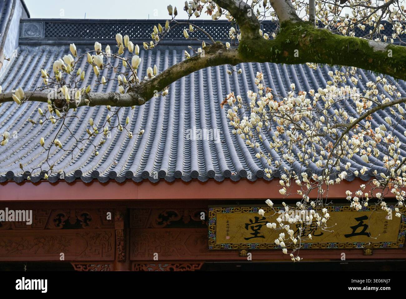 A 500-year-old magnolia tree blooms at Faxi Temple in Hangzhou City ...