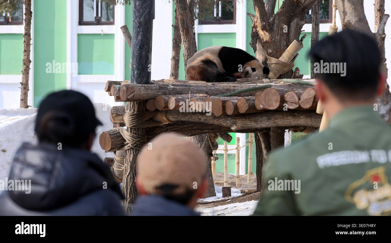 Giant pandas sleep in their enclosure at Harbin Sun Island Panda ...