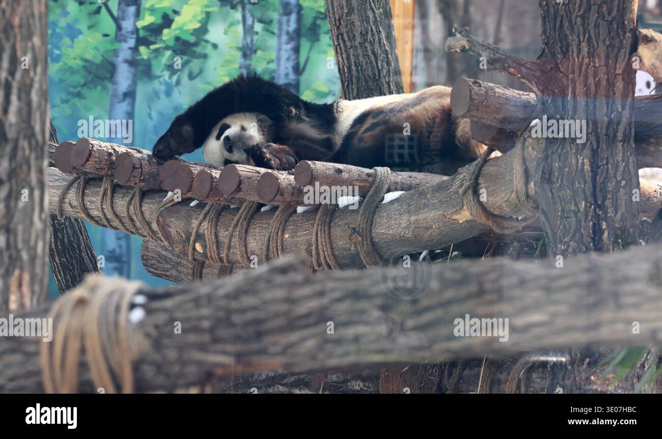 Giant pandas sleep in their enclosure at Harbin Sun Island Panda ...