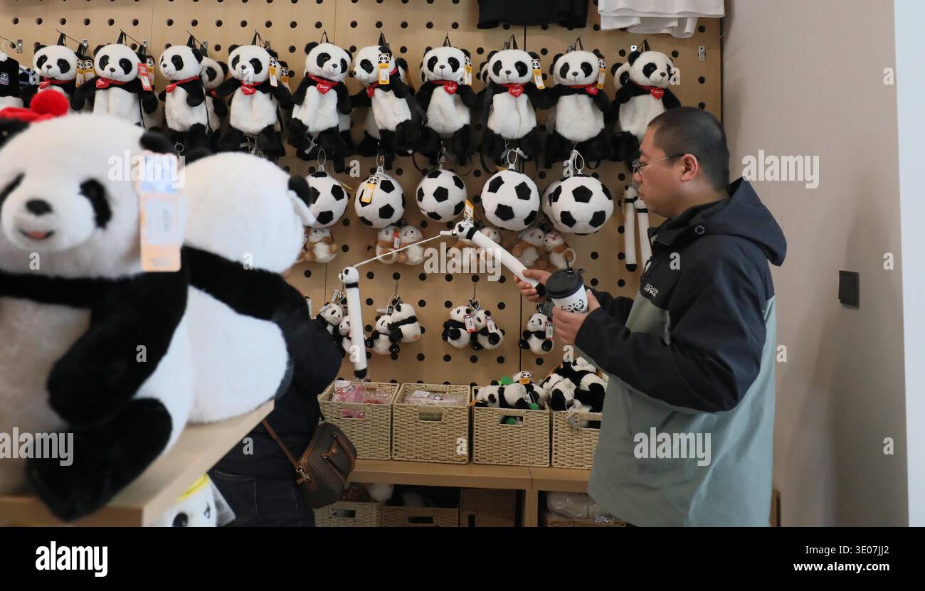 Giant pandas sleep in their enclosure at Harbin Sun Island Panda ...