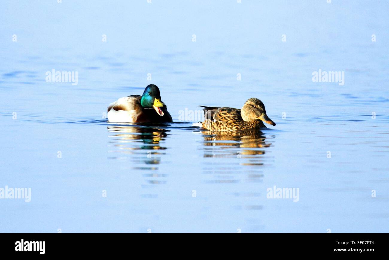 Migratory mallards rest, forage and play in the thawing Hun River in ...
