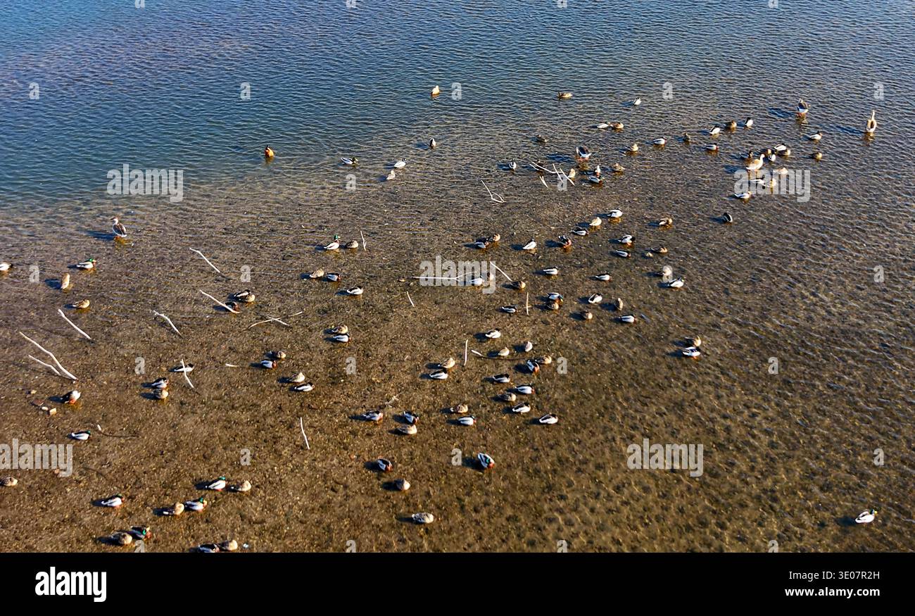 Migratory mallards rest, forage and play in the thawing Hun River in ...