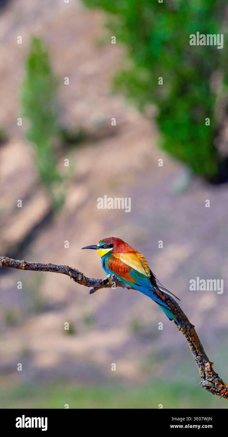 Bee-eater, Merops apiaster, Mediterranean Forest, Castilla y Leon ...
