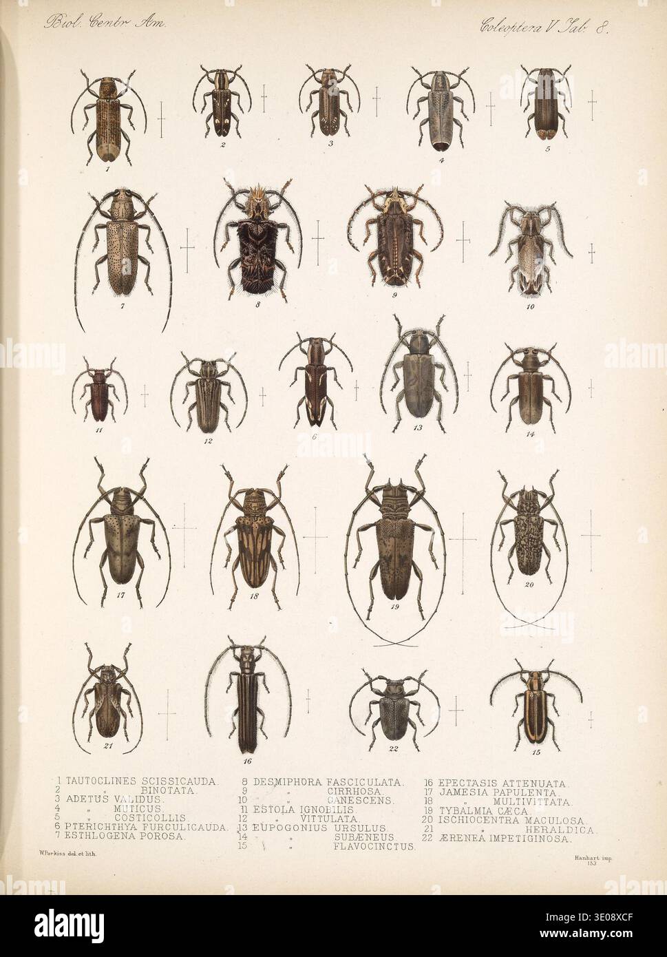 Comparative beetle morphology diagram hi-res stock photography and ...