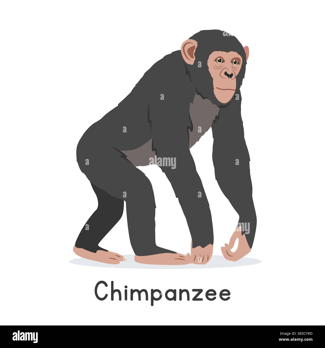 Chimpanzee vector illustration, cartoon clipart character, animal in ...
