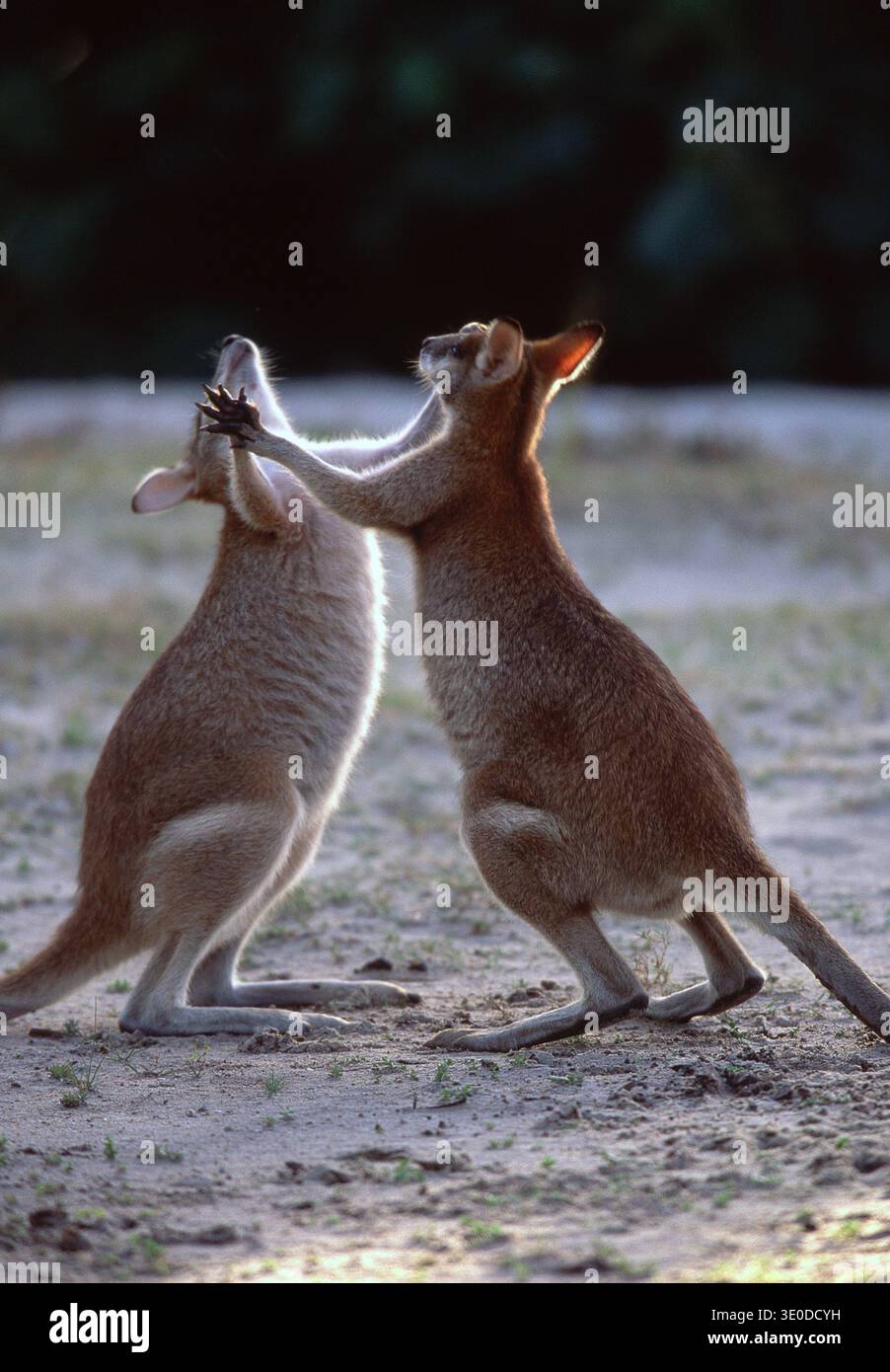 THE AGILE OR SANDY WALLABIES (MACROPUS AGILIS) STRADBROKE ISLAND ...