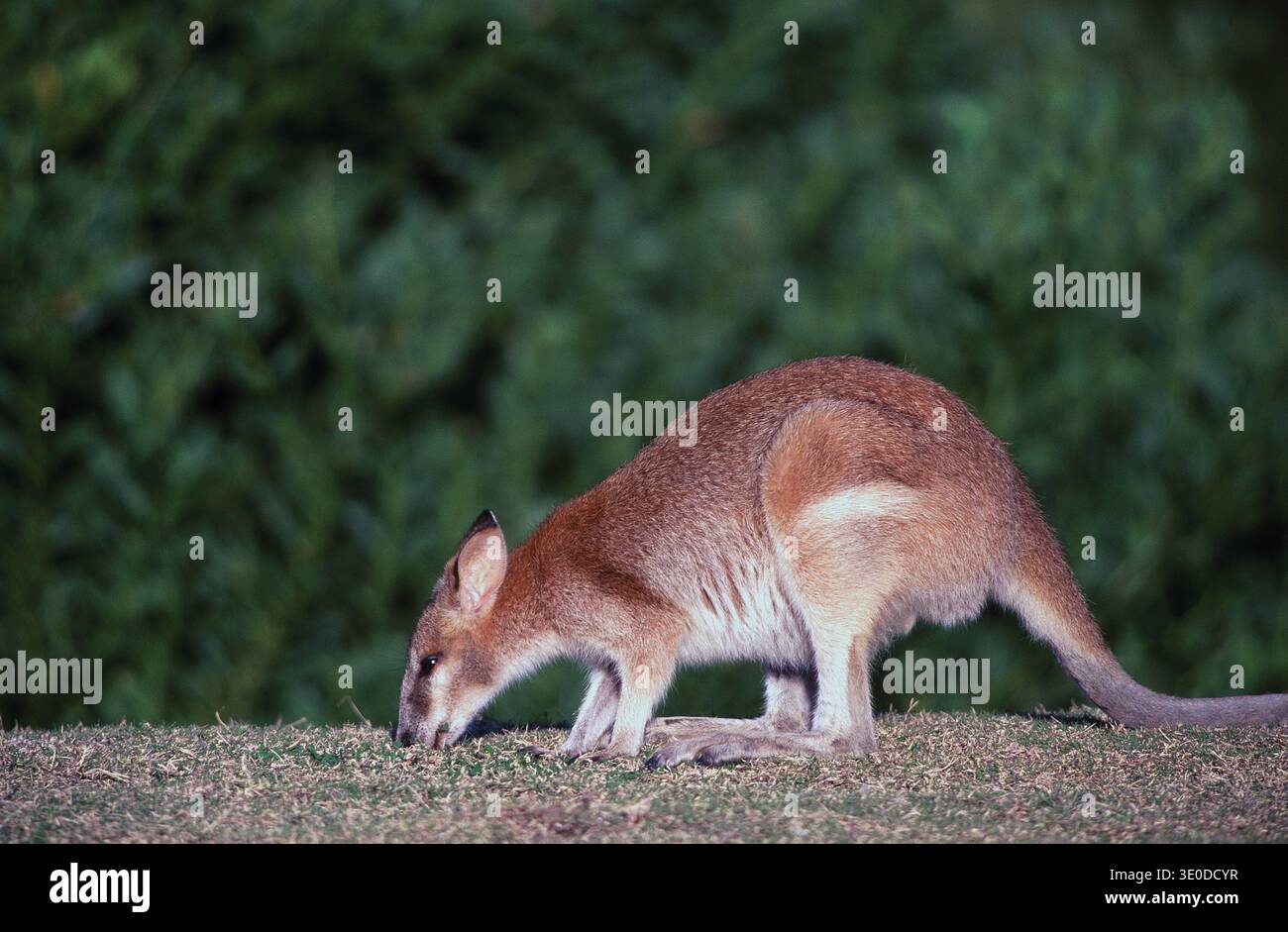 AGILE OR SANDY WALLABY (MACROPUS AGILIS) STRADBROKE ISLAND, MORETON BAY ...