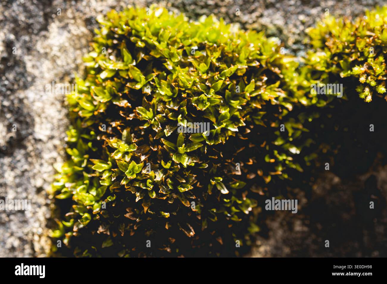 Detailed macro of vibrant green moss patches on a grey textured rock ...