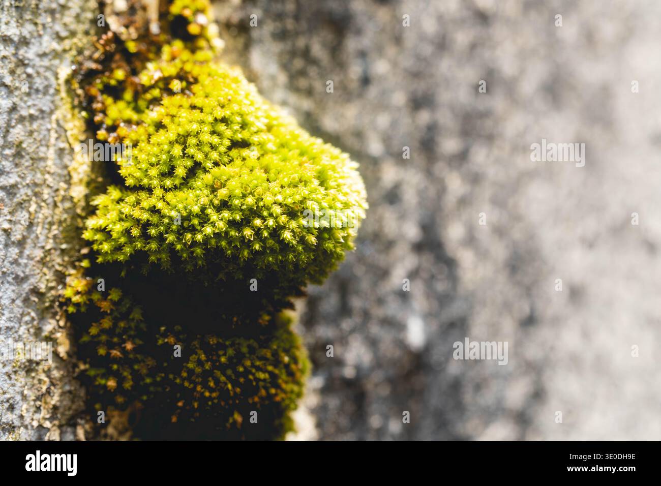 Detailed macro of vibrant green moss patches on a grey textured rock ...