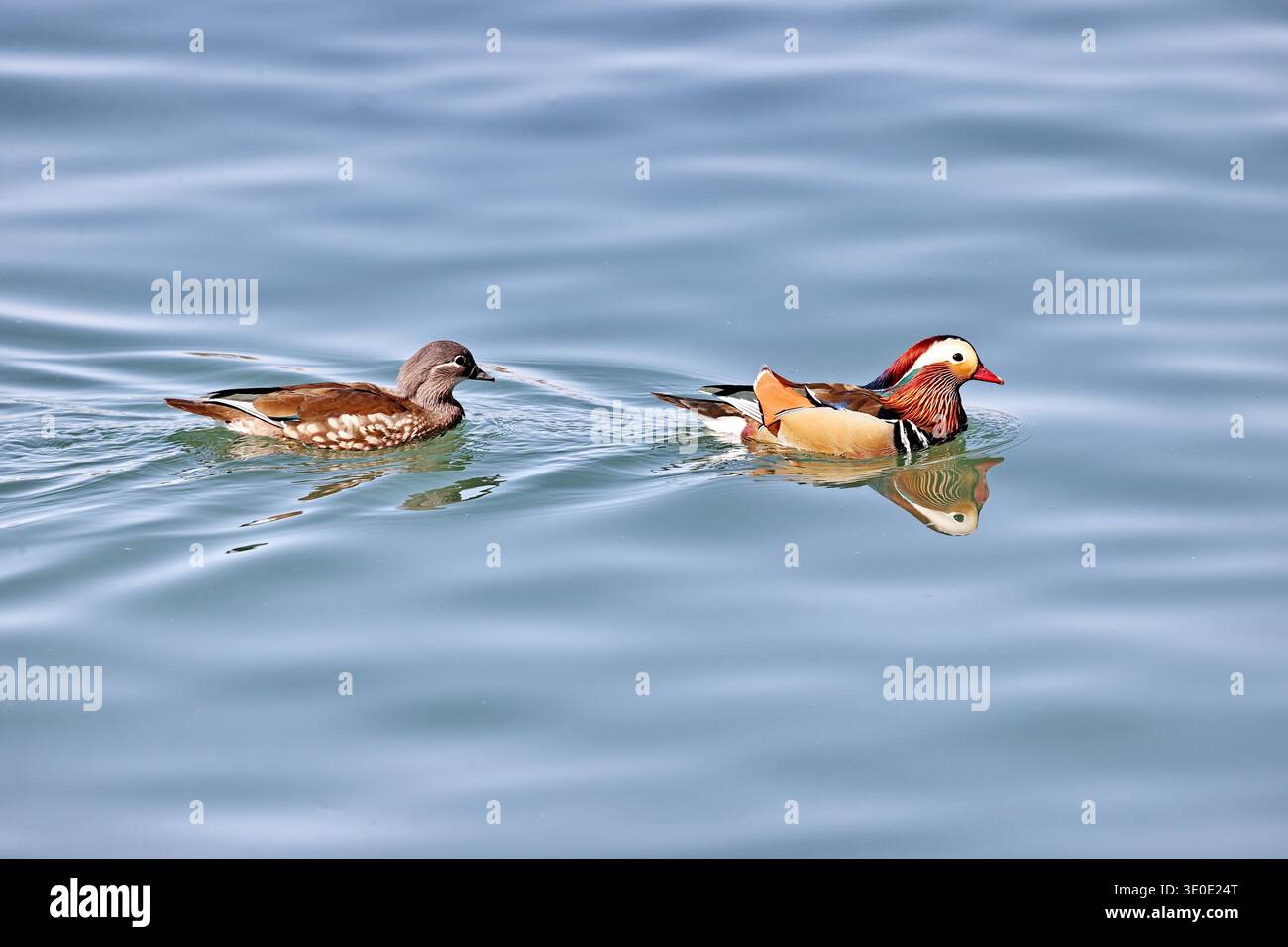 Wild ducks and mandarin ducks play in Taiye Pool at Beihai Park ...