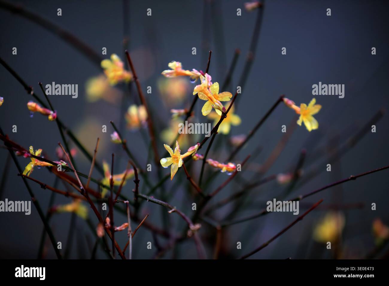 Golden jasmine flowers bloom along the Grand Canal in Huai'an City ...