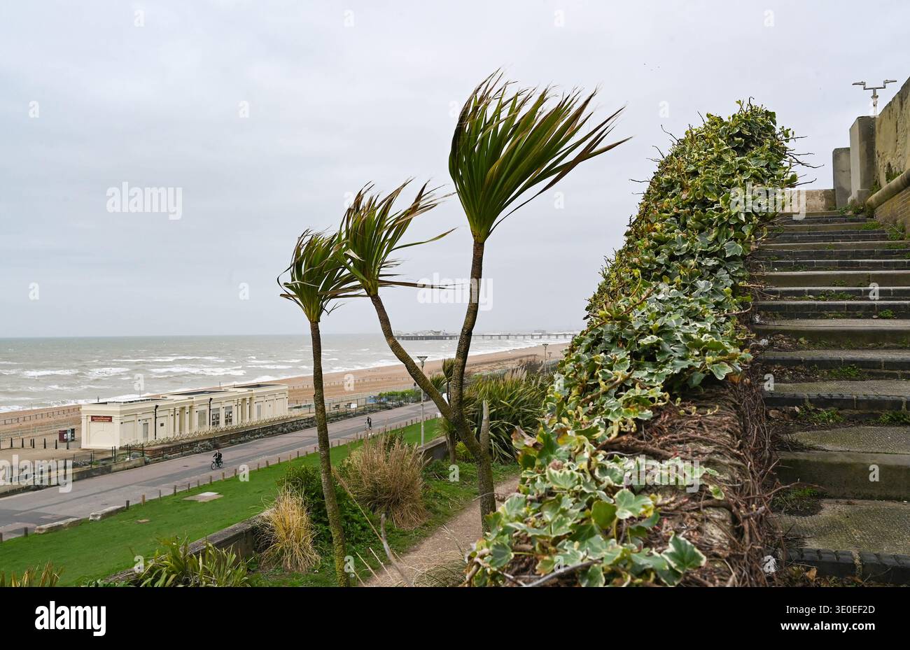 Brighton UK 12th March 2026 - Palm trees are blown sideways on Brighton ...