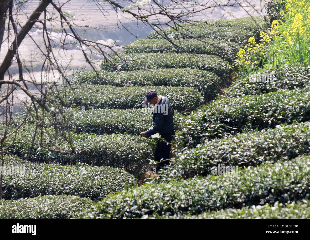 Farmers pick early spring tea at a tea plantation in Taipingxi Town ...