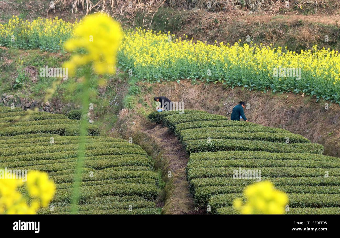 Farmers pick early spring tea at a tea plantation in Taipingxi Town ...