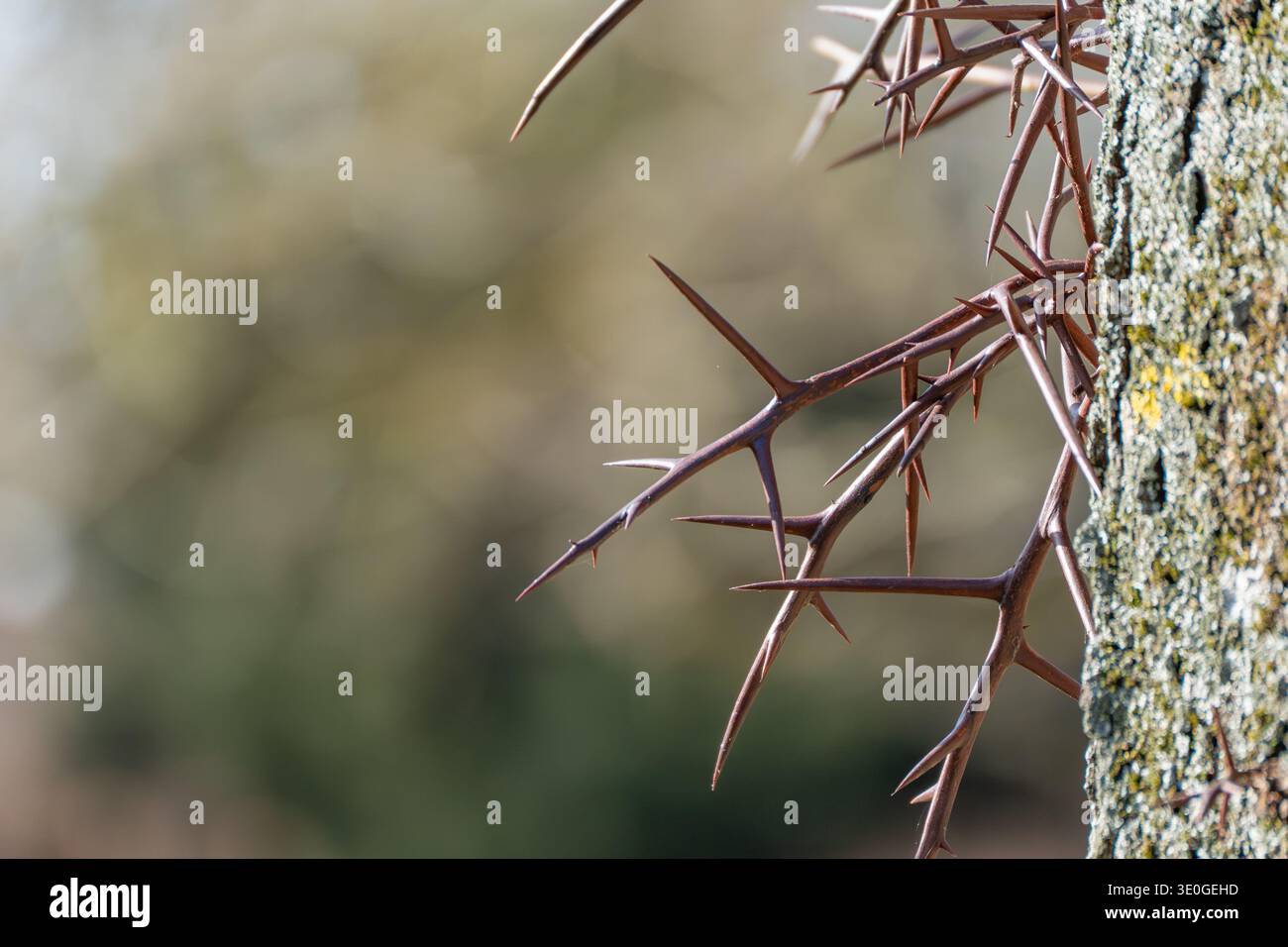 Sharp thorns grow from the bark of a thorny tree, possibly honey locust ...