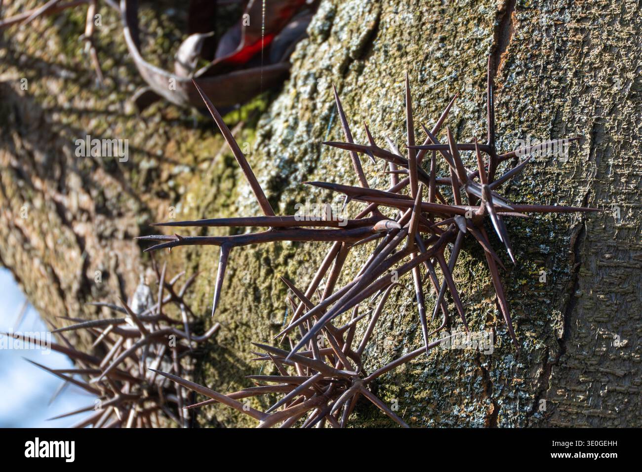 Large sharp thorns grow from the trunk of a thorn tree, possibly honey ...