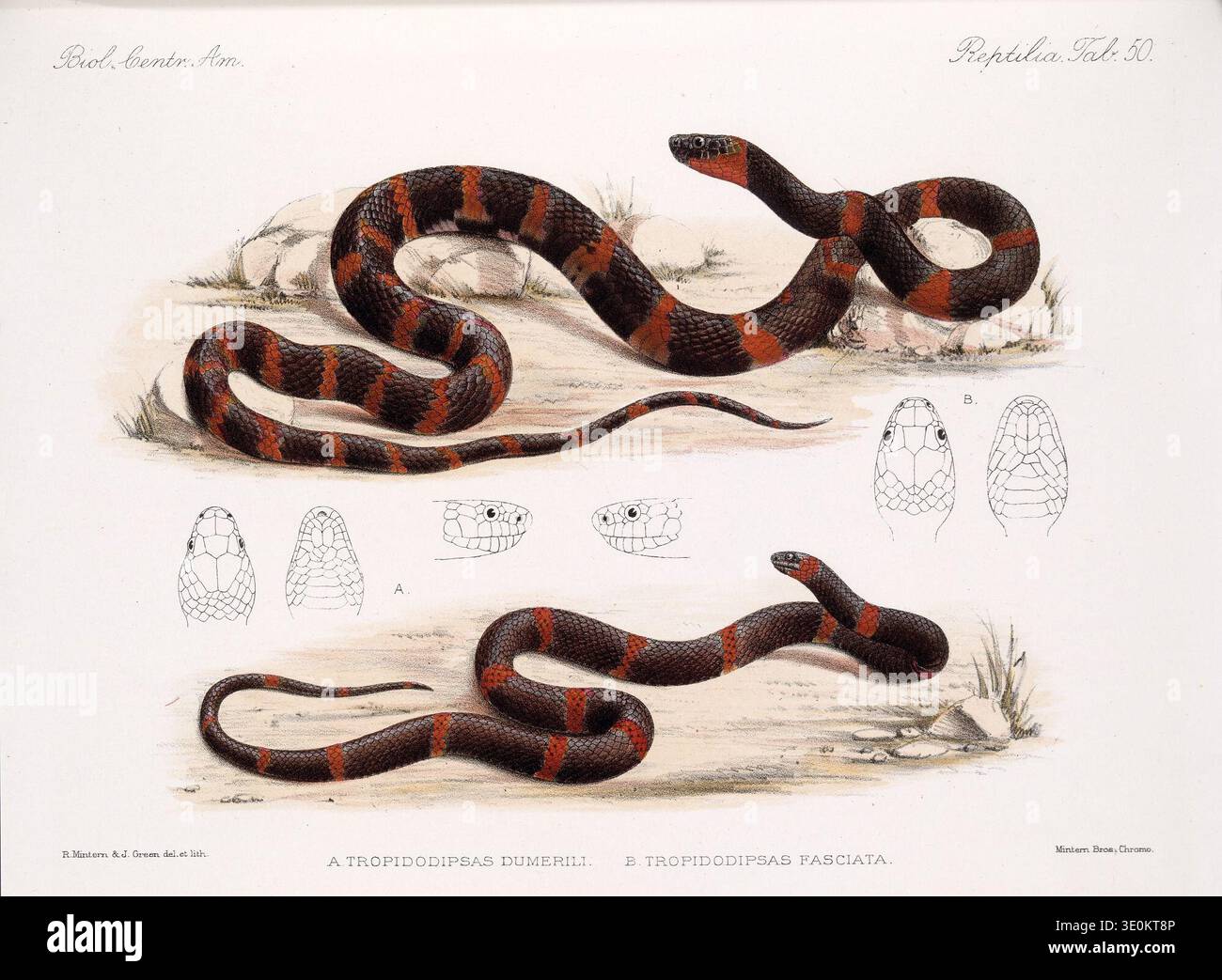 Anatomy of snakes hi-res stock photography and images - Alamy