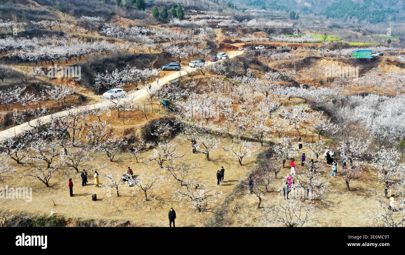 Aerial photo shows the apricot garden in Wangjia Village, Wuliang Town ...