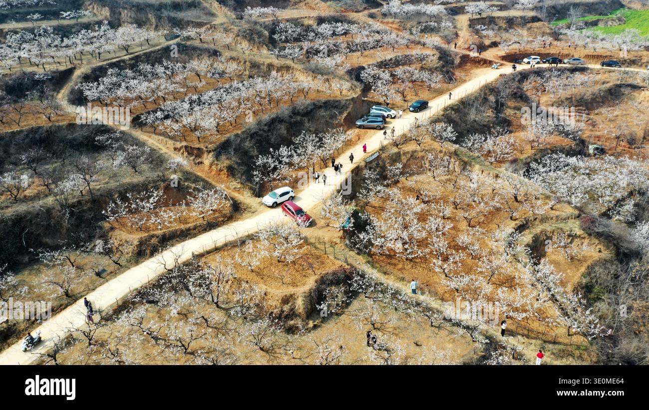 Aerial photo shows the apricot garden in Wangjia Village, Wuliang Town ...