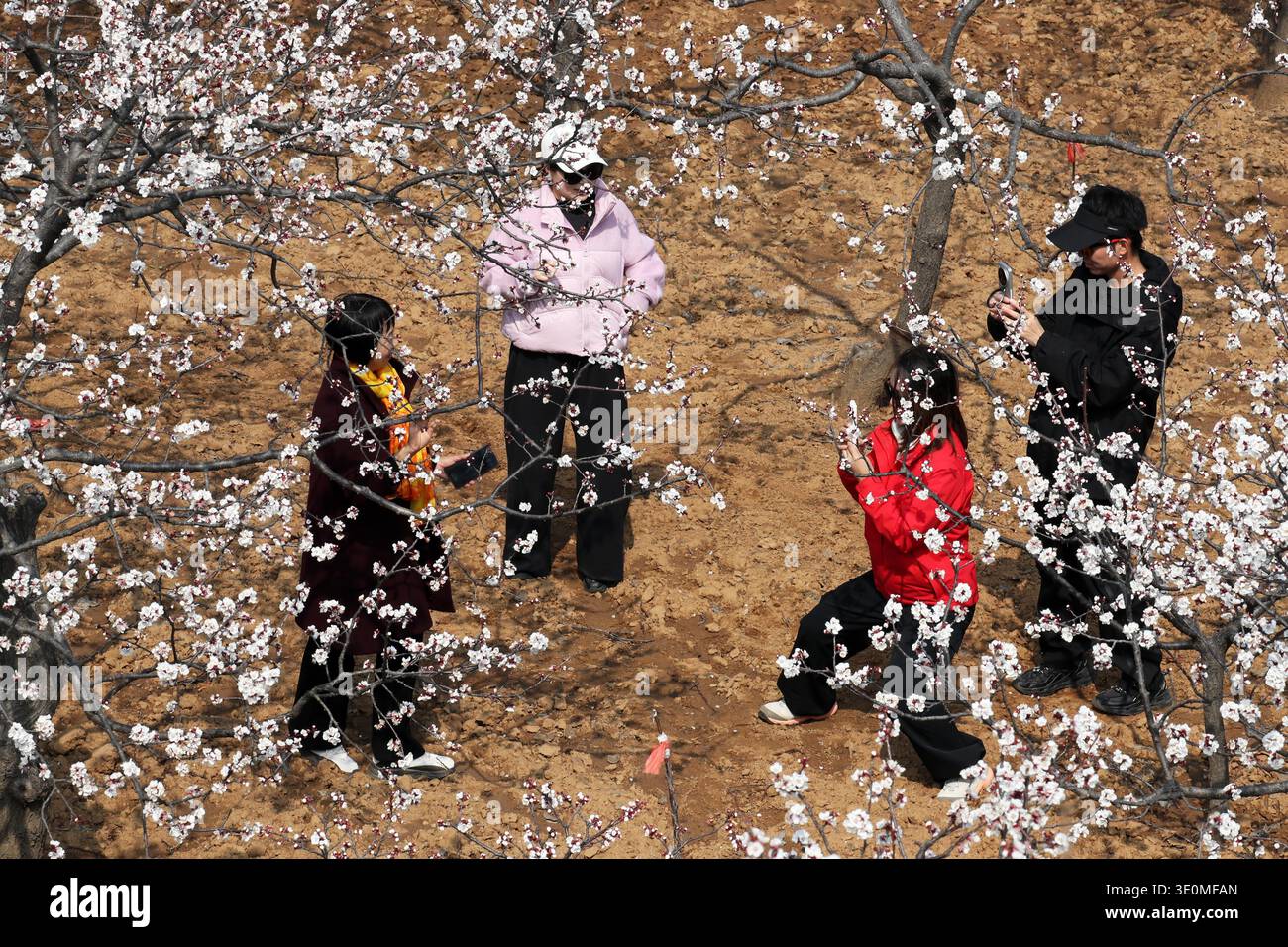 Aerial photo shows the apricot garden in Wangjia Village, Wuliang Town ...