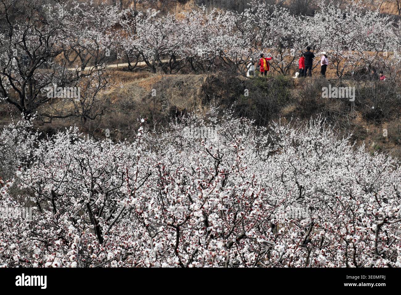 Aerial photo shows the apricot garden in Wangjia Village, Wuliang Town ...