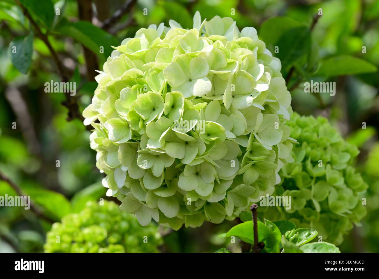 Hydrangeas bloom in Jinhua City, east China's Zhejiang Province, 10 ...