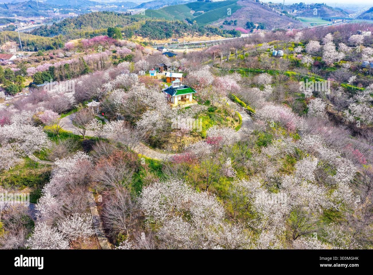 Cherry blossoms reach full bloom at Yuhang Cherry Blossom Valley in ...