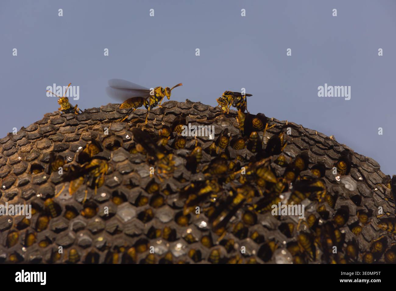 Wasp fanning wings to cool down larvae in nest, close up macro shot of ...