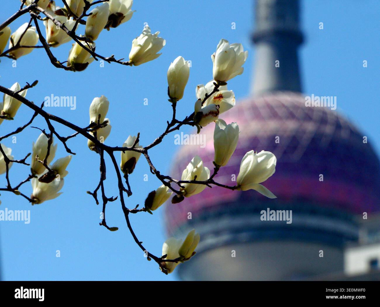 Magnolia flowers bloom in full splendor in Shanghai, China, 10 March ...