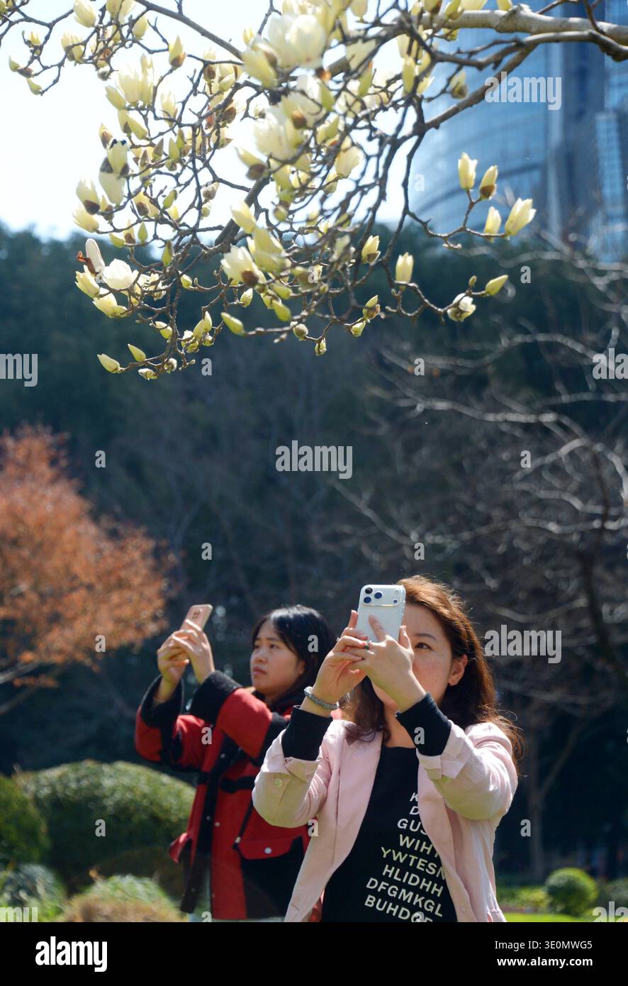 Magnolia flowers bloom in full splendor in Shanghai, China, 10 March ...