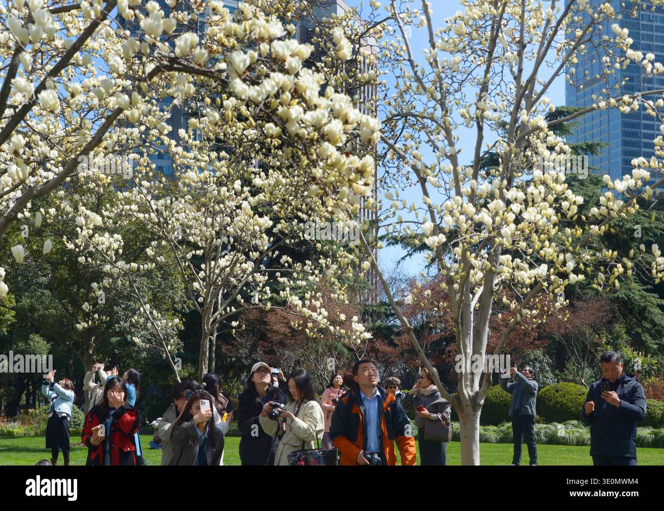 Magnolia flowers bloom in full splendor in Shanghai, China, 10 March ...