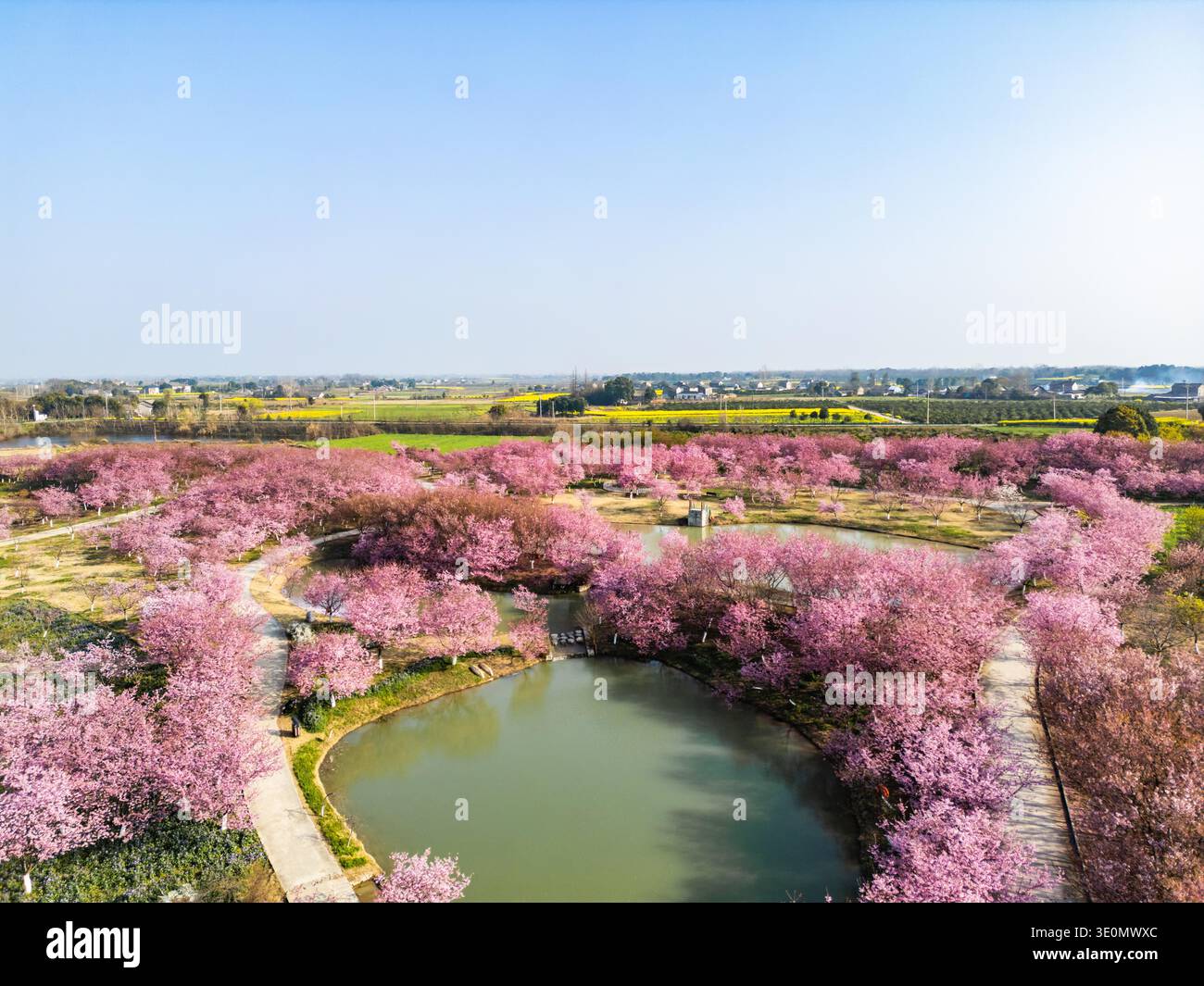 Cherry blossoms bloom across vast fields in Wendian Town, Yichang City ...