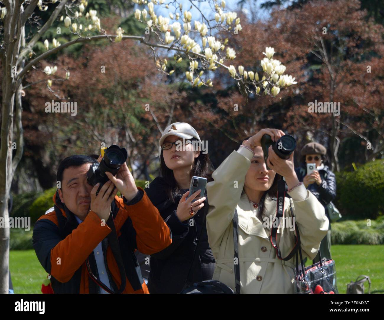 Magnolia flowers bloom in full splendor in Shanghai, China, 10 March ...