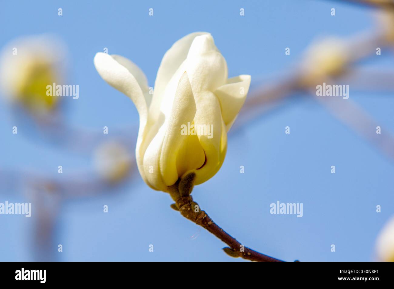 Colorful spring flowers decorate urban and rural areas in Handan City ...