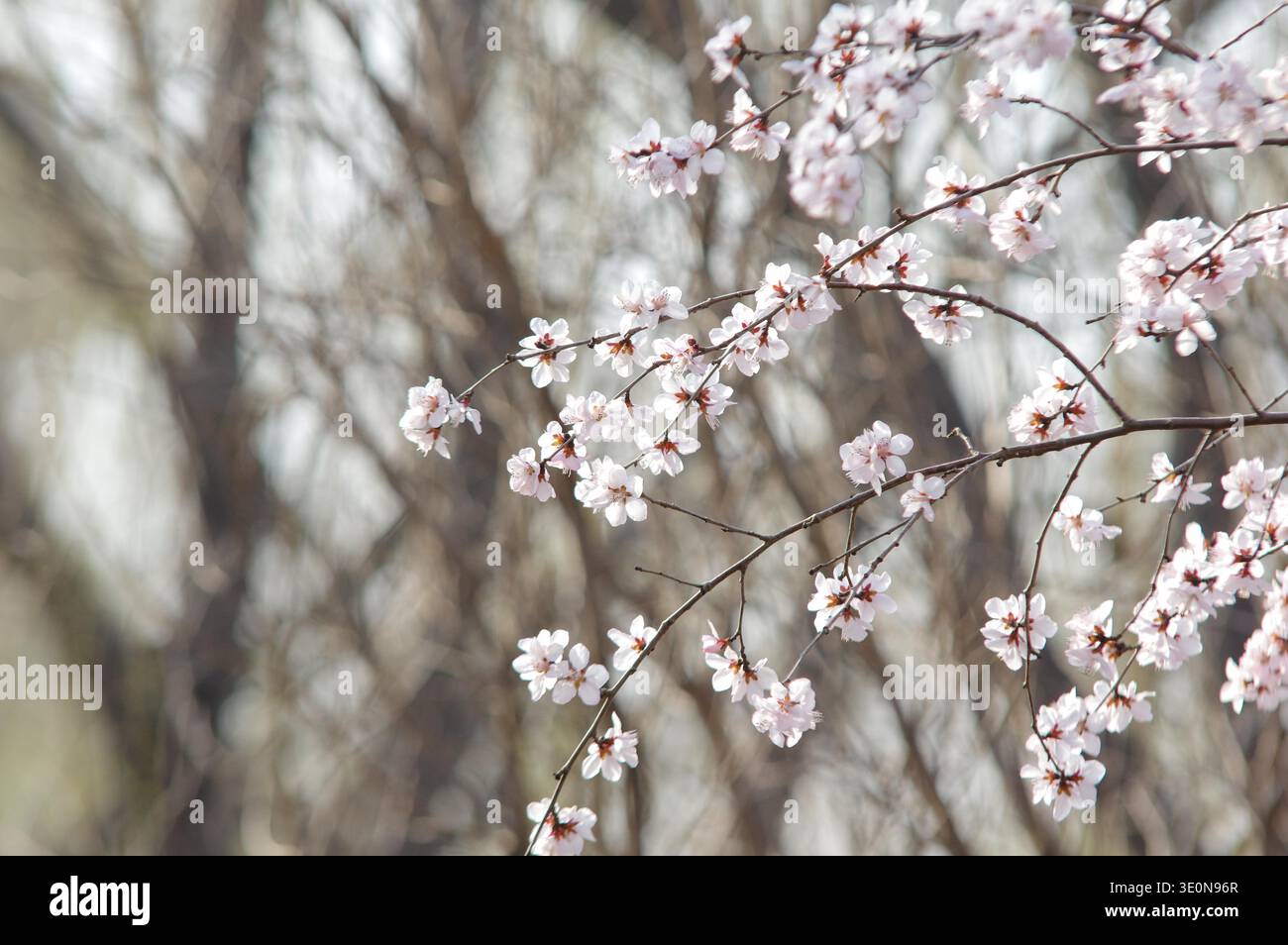 Colorful spring flowers decorate urban and rural areas in Handan City ...