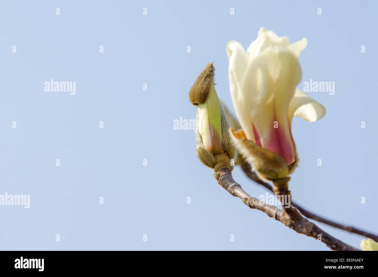 Colorful spring flowers decorate urban and rural areas in Handan City ...