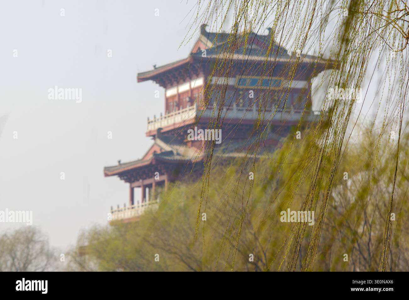Colorful spring flowers decorate urban and rural areas in Handan City ...
