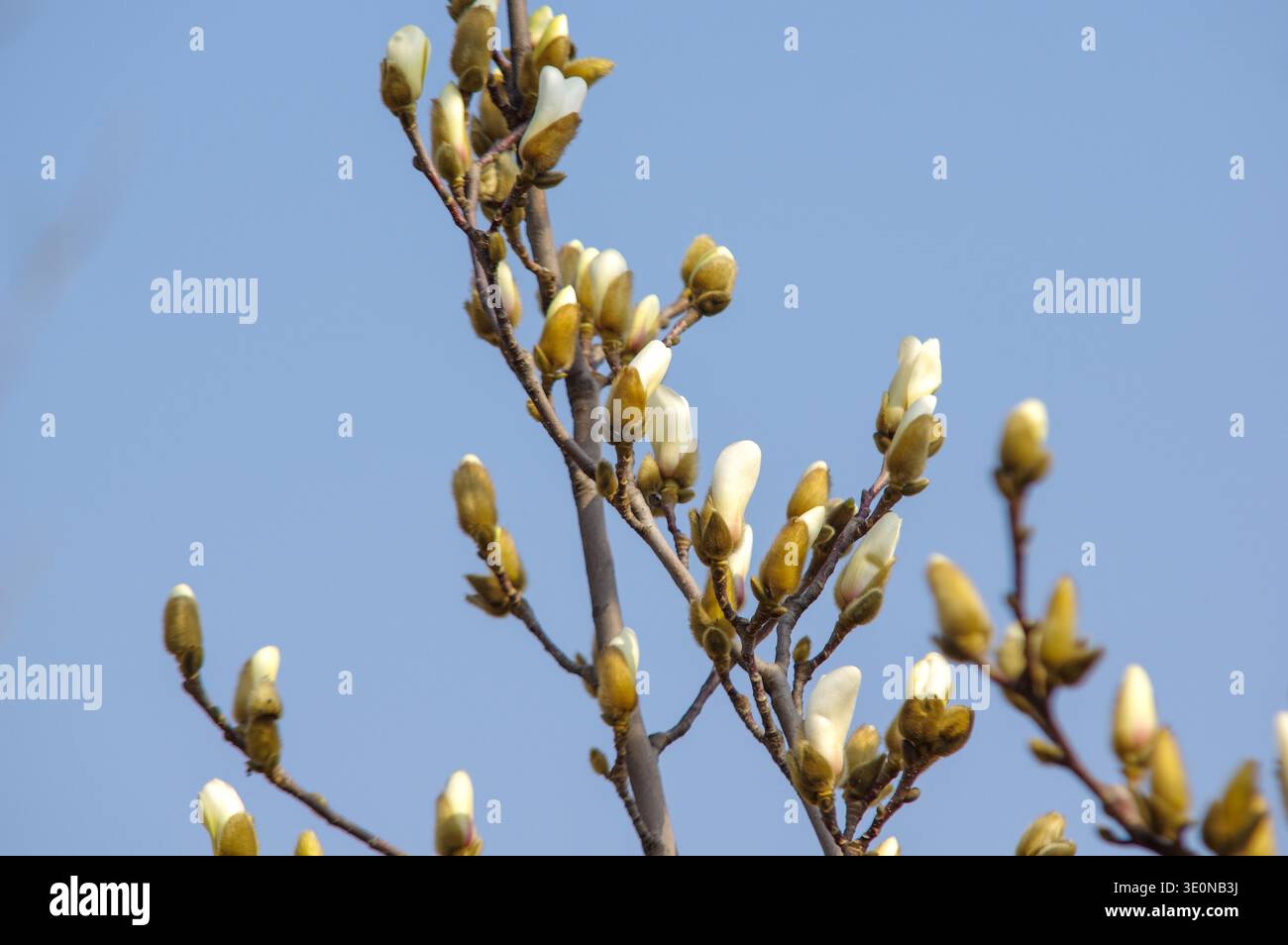 Colorful spring flowers decorate urban and rural areas in Handan City ...