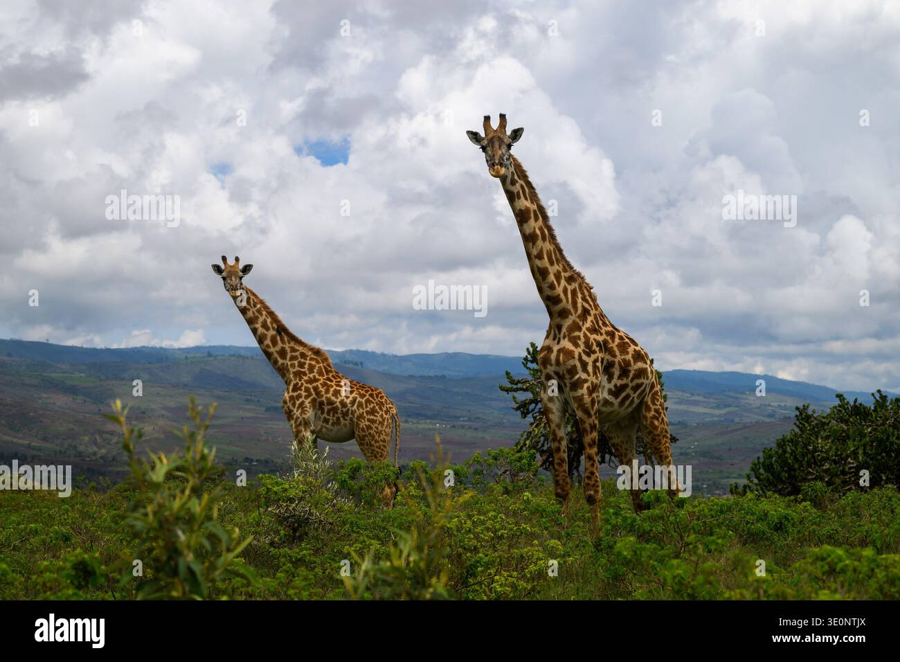 Atmosphere in Recce ,During Fia World Rally Championshipwrc Safari ...