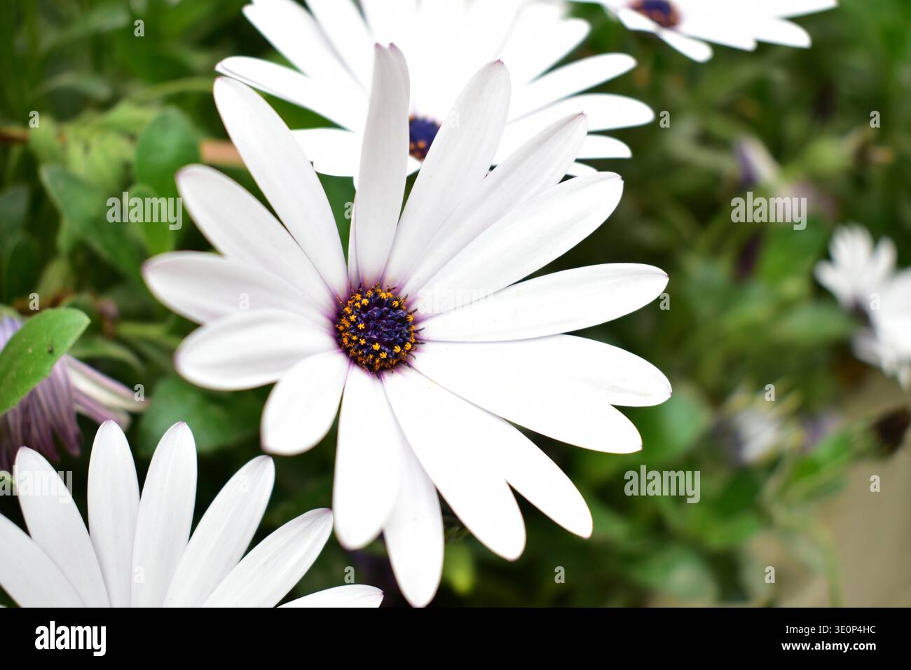 A high-quality close-up of a white Dimorphotheca (African Daisy ...